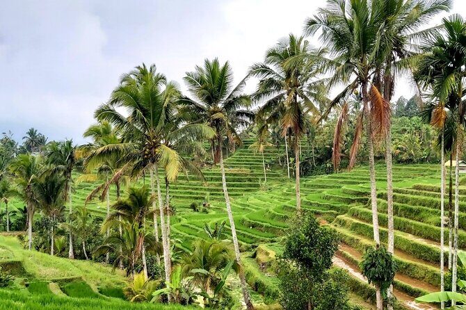 North Bali Tour - Best Scenery - Private Tour All Inclusive - The Sum Up