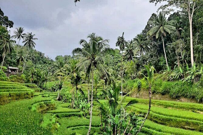 North Bali Tour - Best Scenery - Private Tour All Inclusive - FAQ