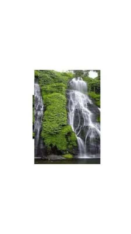 North Bali: Walking on the expanse of jati luwih rice fields - The practical details