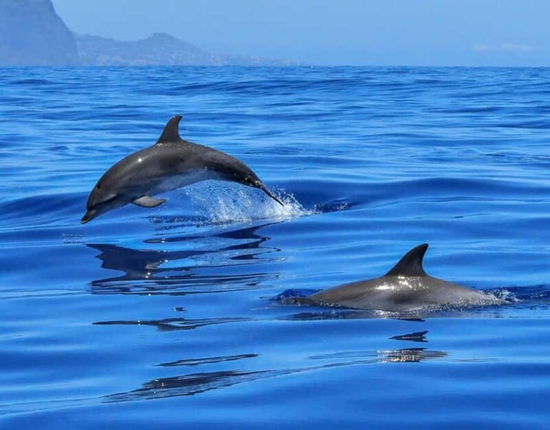 North Coast Dolphins Sunrise Adventure Tour - Pricing and Value