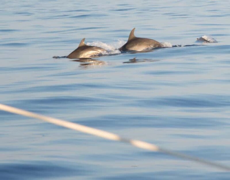 North Coast Dolphins Sunrise Adventure Tour - Who This Tour Is Best For