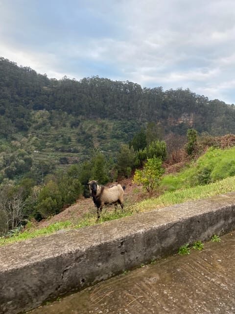 North-East Madeira Jeep Safari Tour for the Nature Lovers - What To Know Before Booking