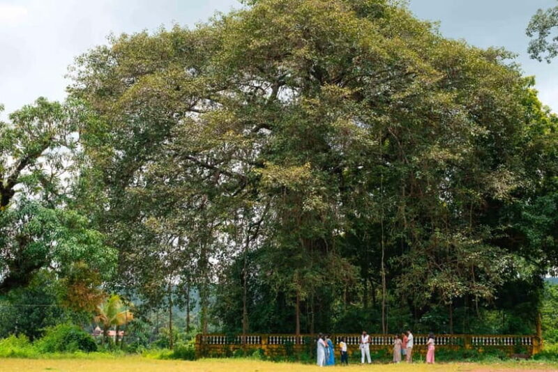 North Goa: Mulgao Village and Coconut Farming Experience - Practical Details & What to Expect