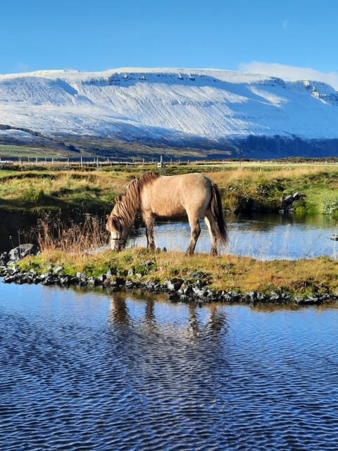 North Iceland: Horseback Riding Tour - Practical Tips for Travelers