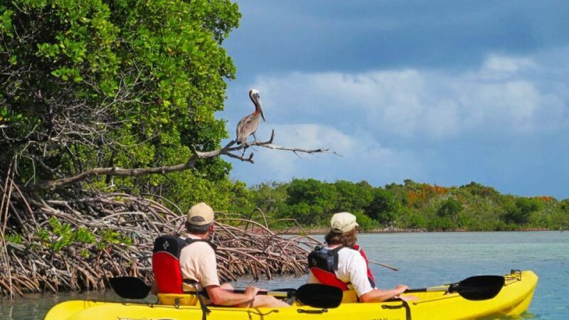 North Miami: Nature & Island Exploration on SUP/Kayak - An In-Depth Look at the Experience