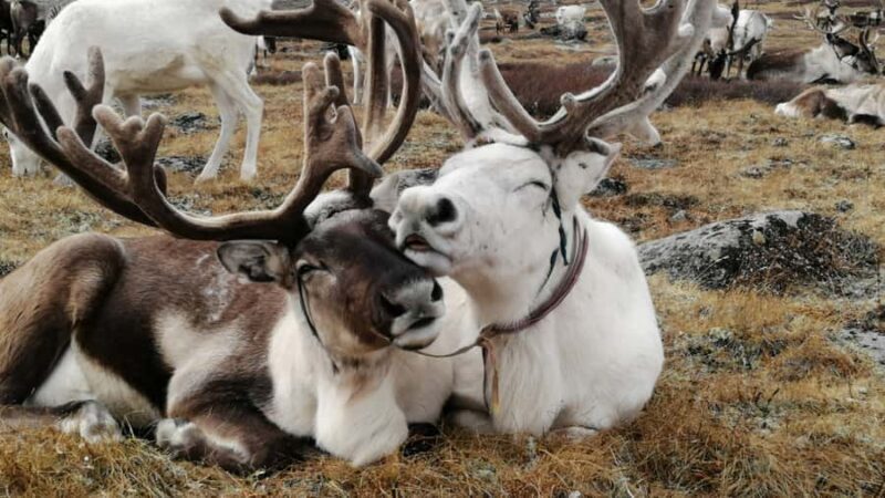 North Mongolia: 13-Day Reindeer Family Visiting Tour - A Deep Dive into Mongolia’s North