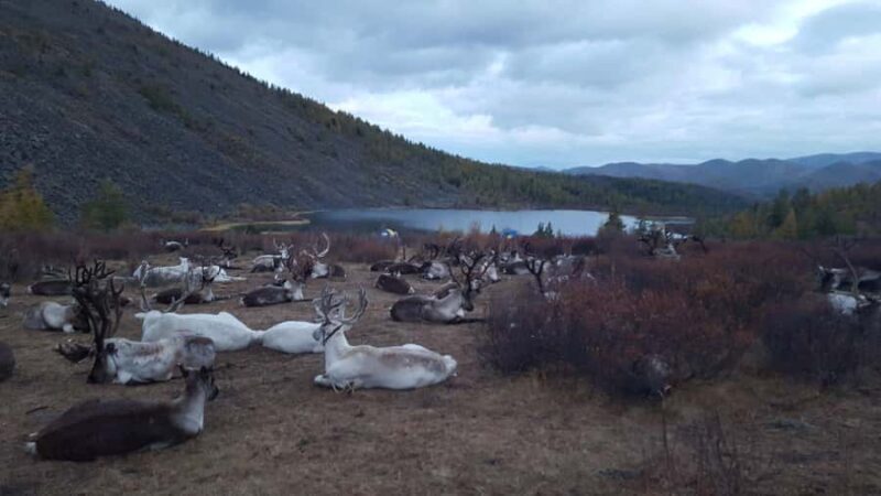 North Mongolia: 13-Day Reindeer Family Visiting Tour - Who Will Love This Tour?