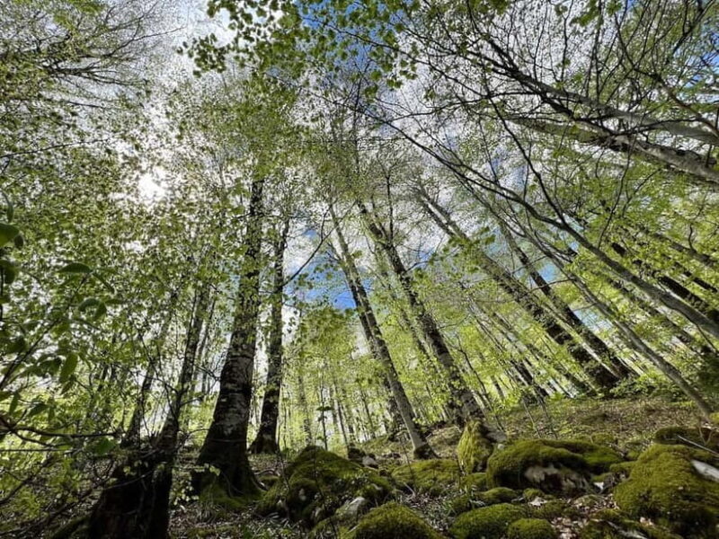 North Montenegro return trip - Biogradska Gora National Park - Detailed Itinerary Breakdown