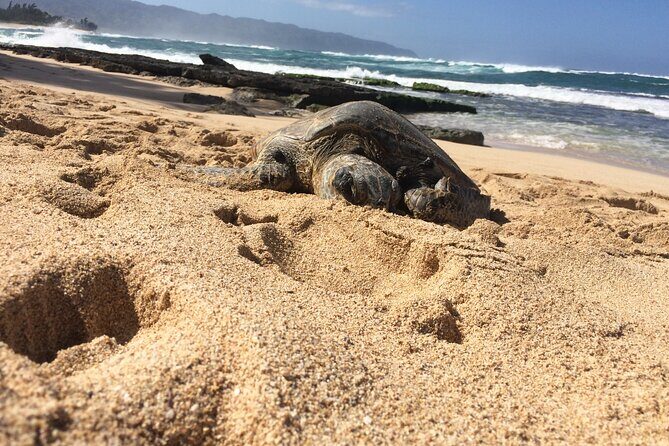 North Shore Excursion Private 7 Hour Tour of Oahu Countryside - Final Thoughts: Who Will Love This Tour?