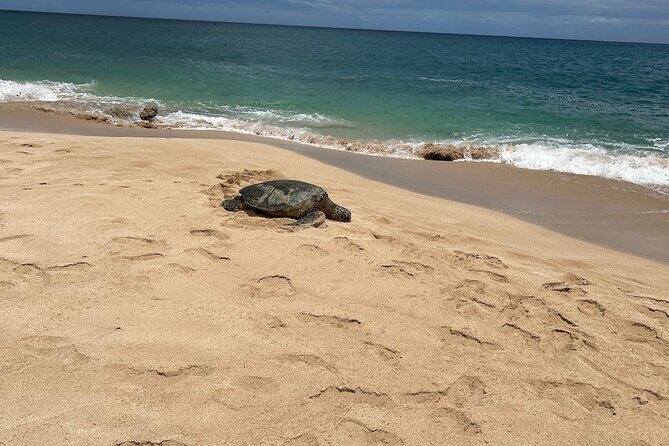 North Shore Highlight Tour - Authenticity and Overall Experience