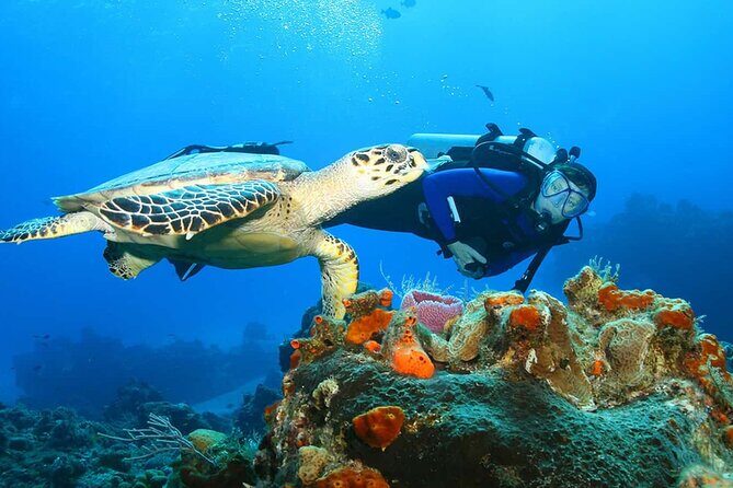 North Shore Private Tour - What We Think