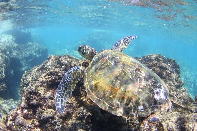 North Shore Stand-Up Paddleboard Lesson - Authentic Experiences According to Reviews