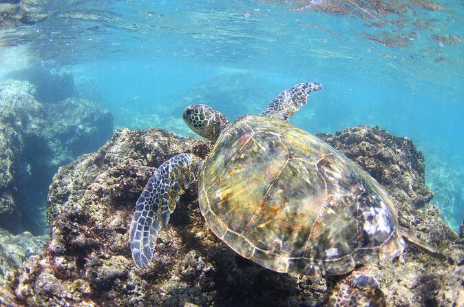 North Shore Stand-Up Paddleboard Lesson - Final Words