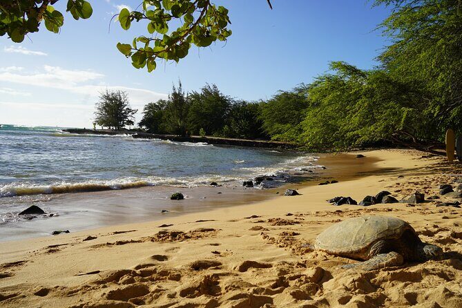 North Shore Surfing Lessons Oahu Hawaii - Pricing and Value: Is It Worth It?