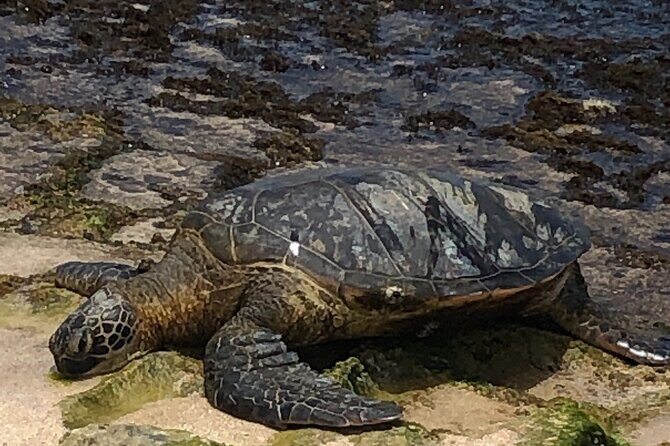 North Shore / Waimea, Falls Day & Swim with Turtles - FAQ