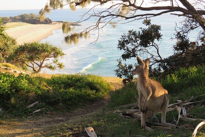 North Stradbroke Island Private Cultural Tour from Brisbane - Who Will Love This Tour?