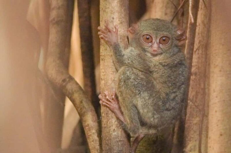 North Sulawesi, Bitung: Tangkoko Wildlife Adventure - Key Points