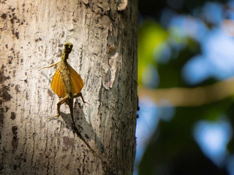 North Sulawesi, Bitung: Tangkoko Wildlife Adventure - An Authentic Day in North Sulawesi
