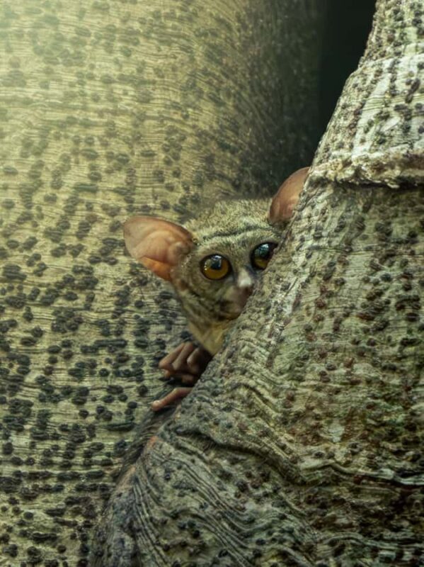 North Sulawesi, Bitung: Tangkoko Wildlife Adventure - Authentic Experiences and User Feedback