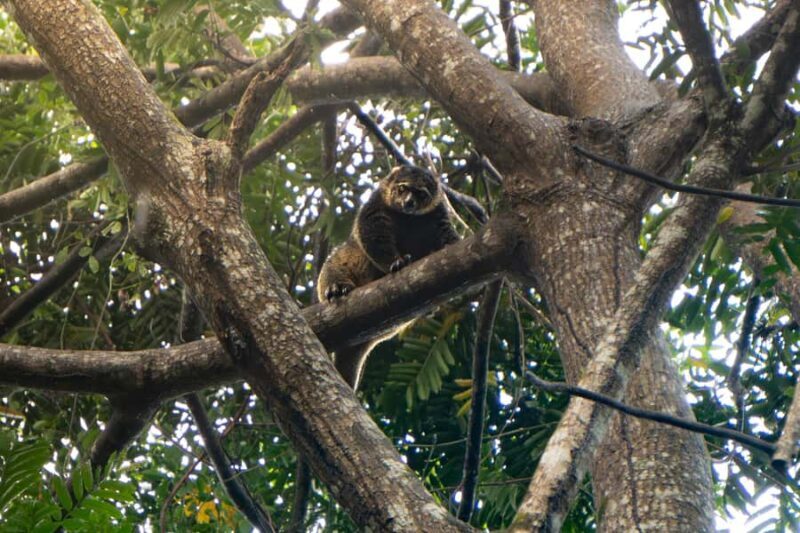 North Sulawesi, Bitung: Tangkoko Wildlife Adventure - Who Will Love This Tour?