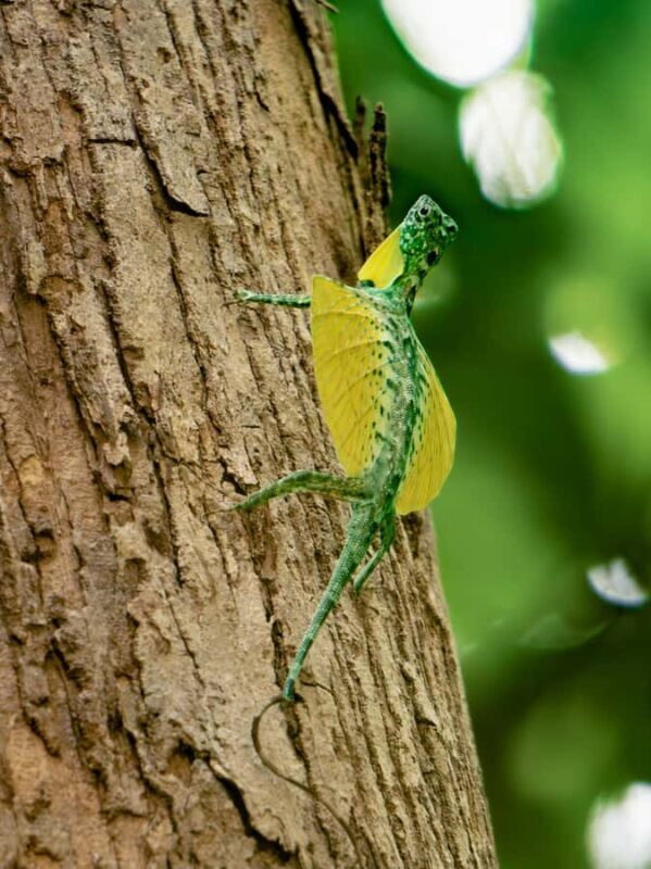 North Sulawesi, Bitung: Tangkoko Wildlife Adventure - FAQ