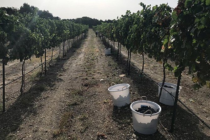 North Texas Wineries & Vineyards Tour & Tastings-6 person minimum - An In-Depth Look at the North Texas Wineries & Vineyards Tour