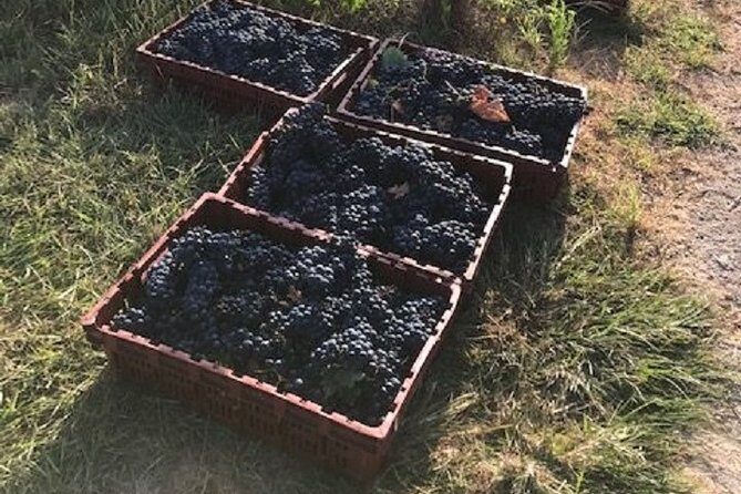 North Texas Wineries & Vineyards Tour & Tastings-6 person minimum - What to Expect on the Day