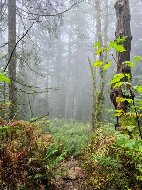 North Vancouver: Guided Forest Therapy & Forest Bathing Walk - What is Forest Bathing and Why It Matters