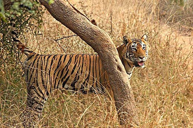 Northern India Family Holiday - FAQs