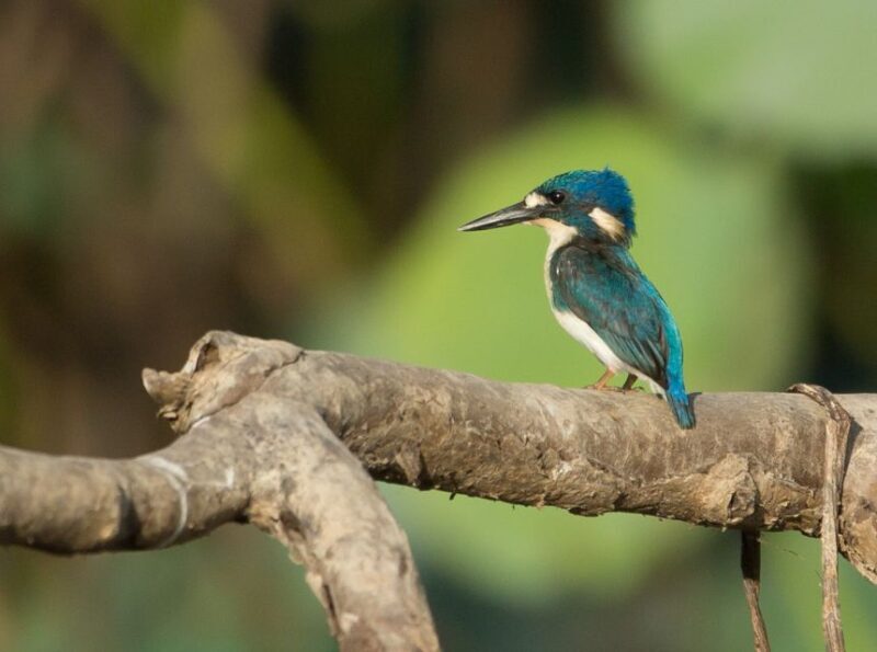 Northern Territory: Corroboree Billabong Nature Cruises - The Experience in Detail