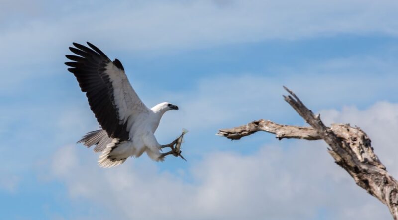 Northern Territory: Corroboree Billabong Nature Cruises - Who Would Love This Tour?