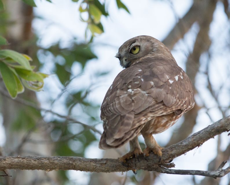Northern Territory: Corroboree Billabong Nature Cruises - The Sum Up