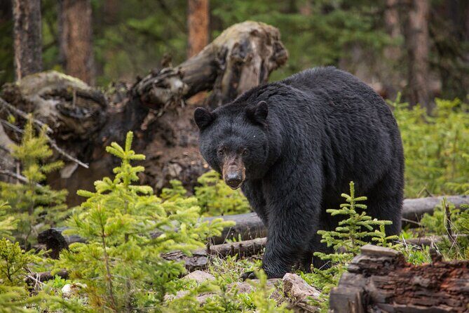 Northern Yellowstone Safari from Cody, WY - FAQ