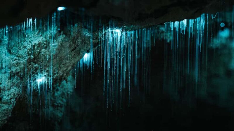 Northland Hidden Gems: Glowworm Cave, Beach & Art Café - Exploring Northland’s Hidden Treasures