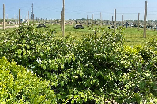 Northport Food and Cultural Tour - The Sum Up