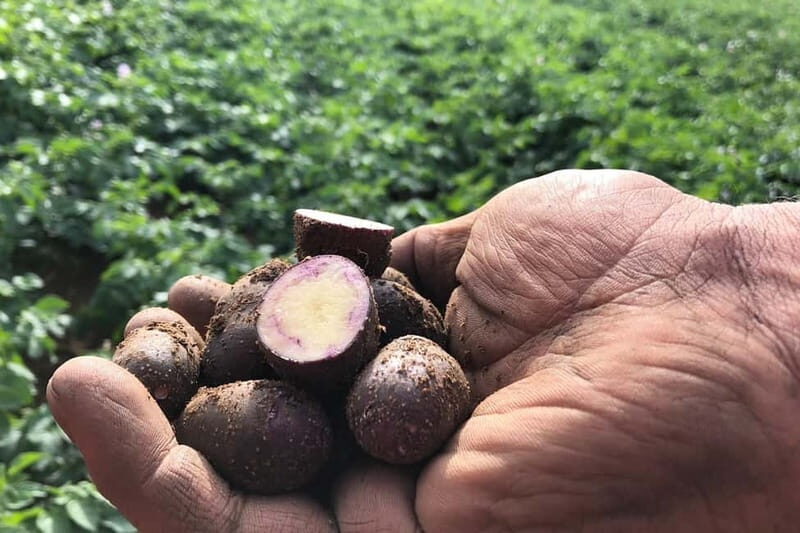 Northumberland: 6 Hour Meet the Makers Food Tour - A Thorough Look at the Northumberland Food Tour