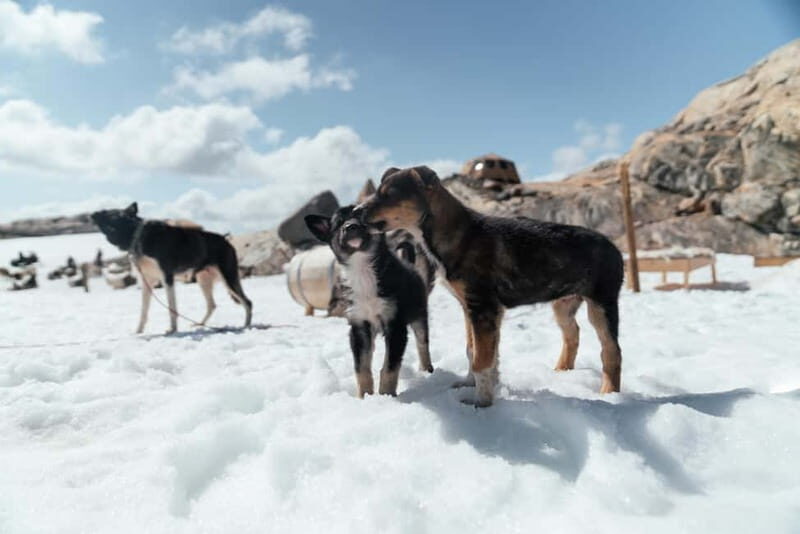 Norway: 2-Day Dogsledding Tour with Glacier Campsite - An Authentic Taste of Norway’s Snowy Wilderness