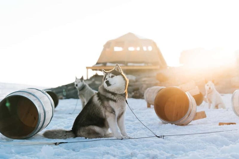 Norway: 2-Day Dogsledding Tour with Glacier Campsite - FAQ