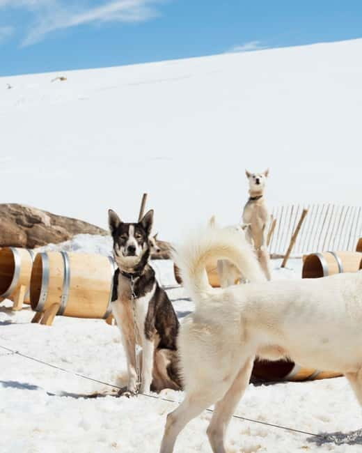 Norway: Husky Camp Visit on top of Folgefonna Glacier - Who Should Consider This Tour?