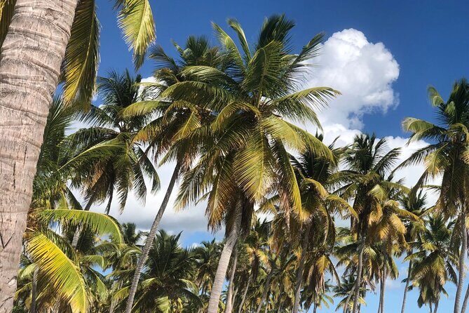 Norwegian Sky at La Romana port: Saona Island - Authenticity and Value