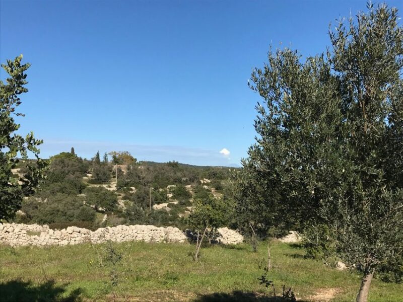 Noto: Farm to Fork in Sicily - Cooking Class in a Farm - Who Will Love This Experience?