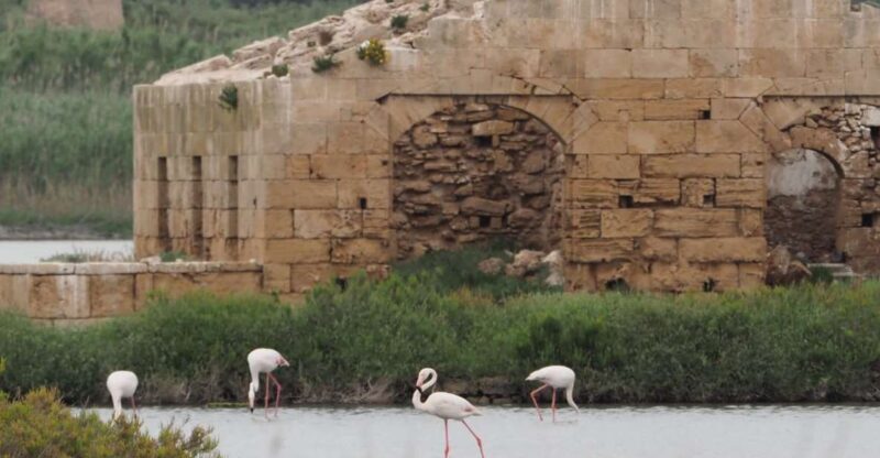 Noto: Guided trekking and birdwatching at Vendicari Reserve - Key Points