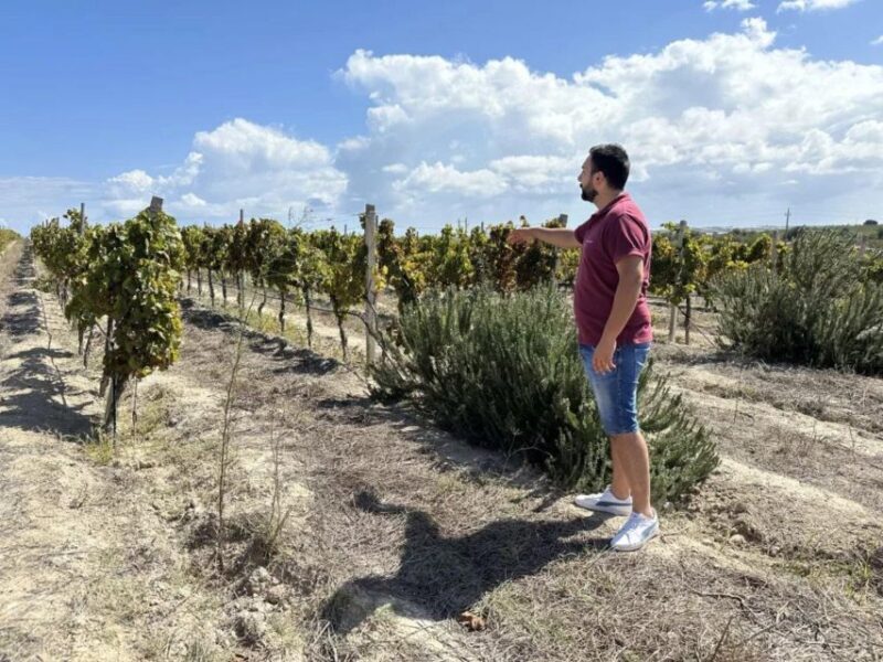 Noto: Wine Tasting and Estate Tour with Local Products - An Authentic Slice of Sicilian Wine Culture