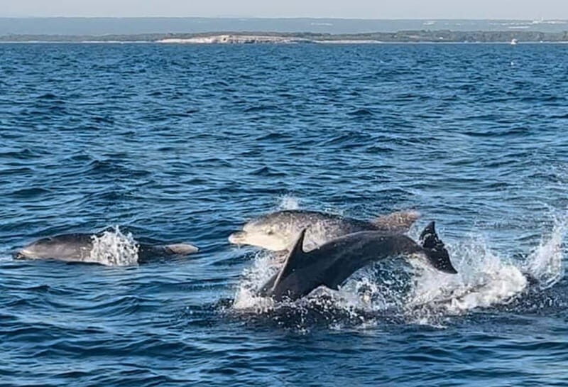 NP Brijuni Island Swimming & Dolphin Watching Sunset Cruise - Key Points