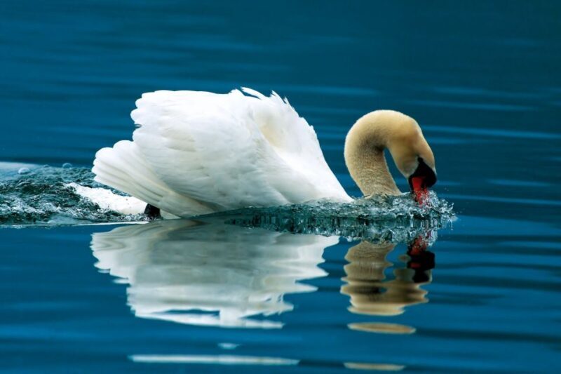 NP Krka tour with Boat Ride and Swimming in Skradin town - The Sum Up: Who Is This Tour For?