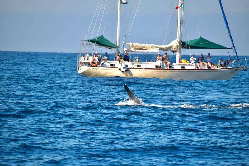 Nuevo Vallarta: Whale Watching by Sailboat Tour - Why Choose This Tour?