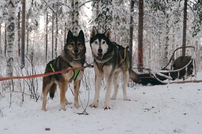 Nulkki Husky Adventure - The Value of the Experience
