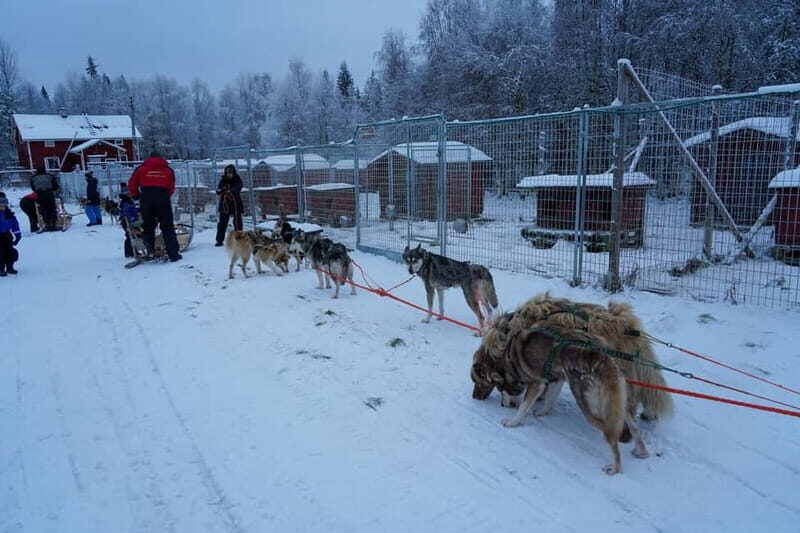 Nulkki Husky Adventure - The Scenic Journey