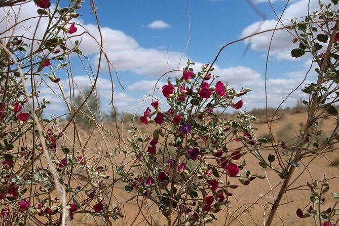 Nurata Mountain & Kyzyl-kum Desert 3 Day Tour From Samarkand or Bukhara - Key Points