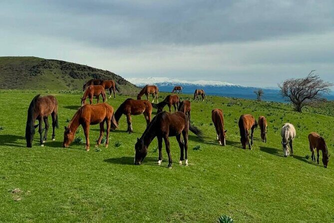 Nuratau Village Home Stay and Hiking tours from Bukhara - Authenticity and Customer Feedback